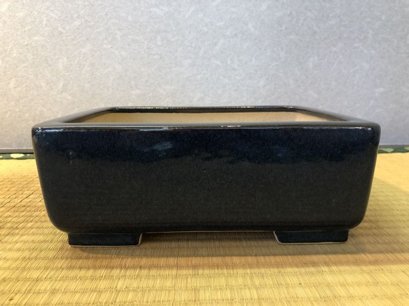 No.EB0243 Reiho - Bonsai Network Japan